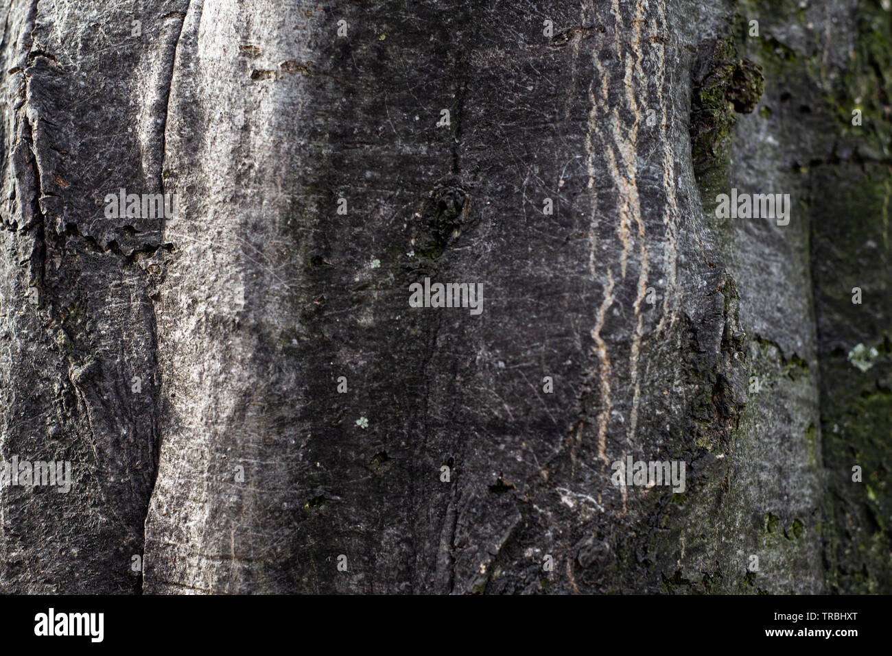 Natural Textures Tree Bark Stock Photo - Alamy