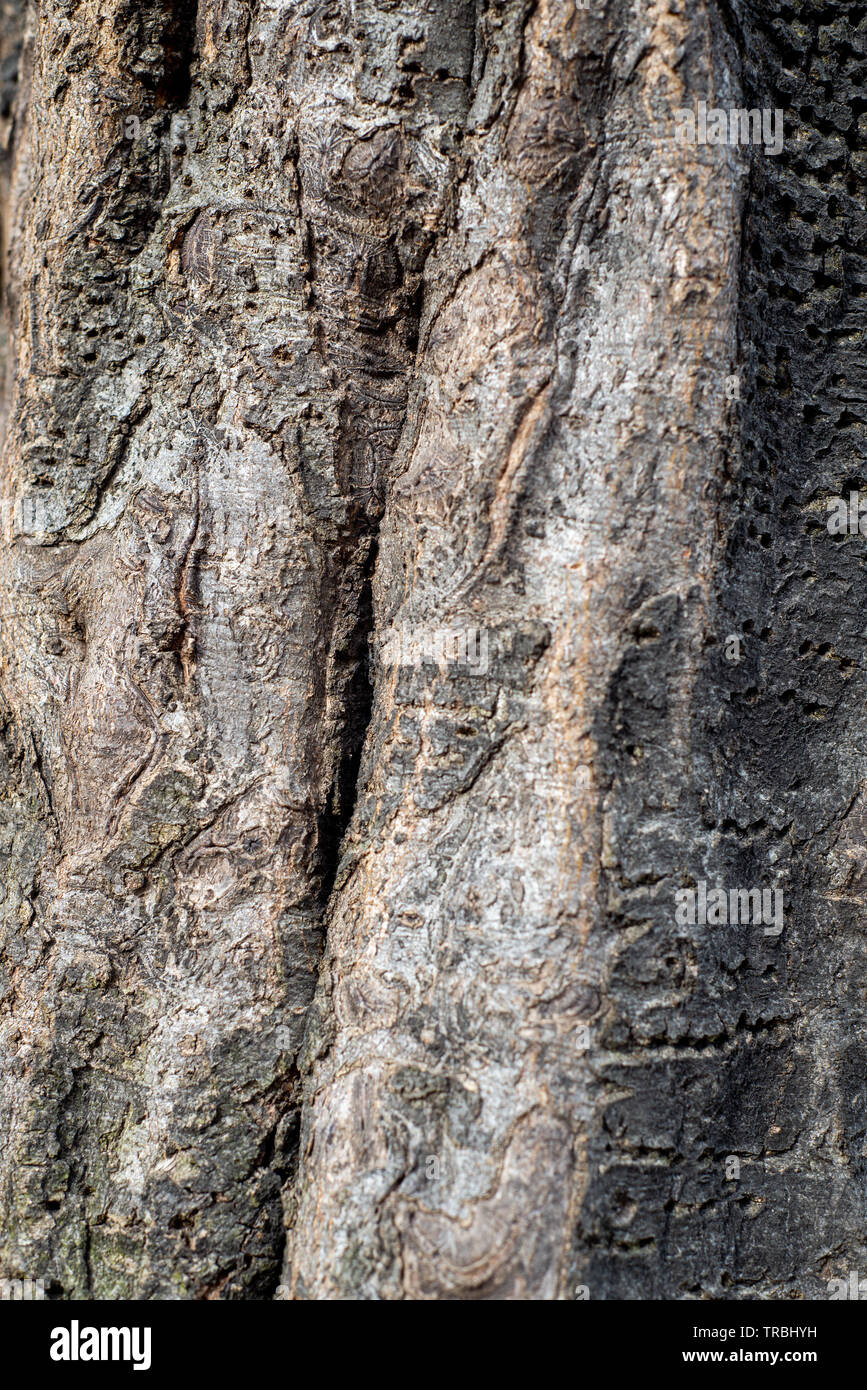 Natural Textures Tree Bark Stock Photo - Alamy