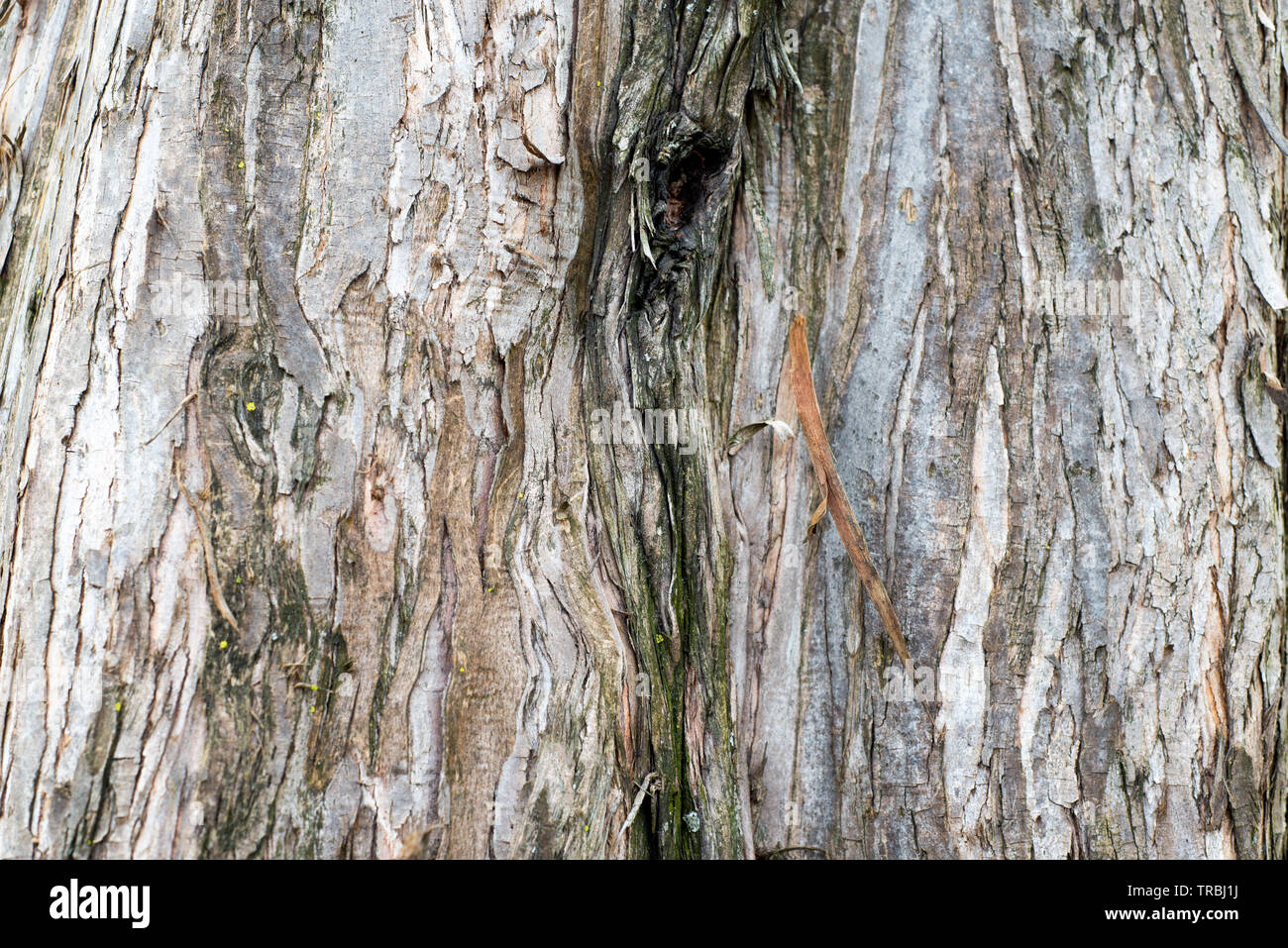 Natural Textures Tree Bark Stock Photo - Alamy