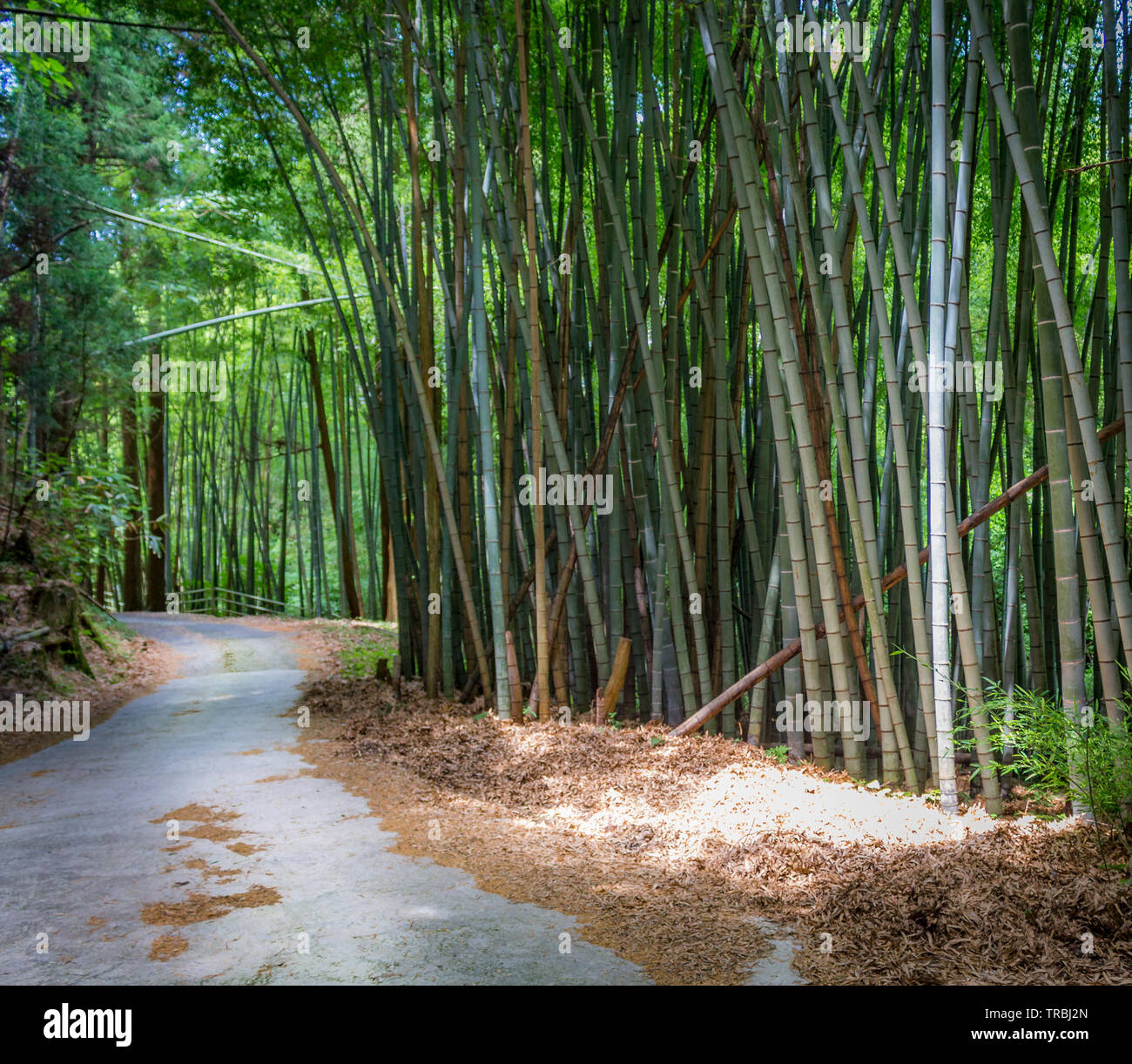 Sunlight through trees japanese hi-res stock photography and images - Alamy