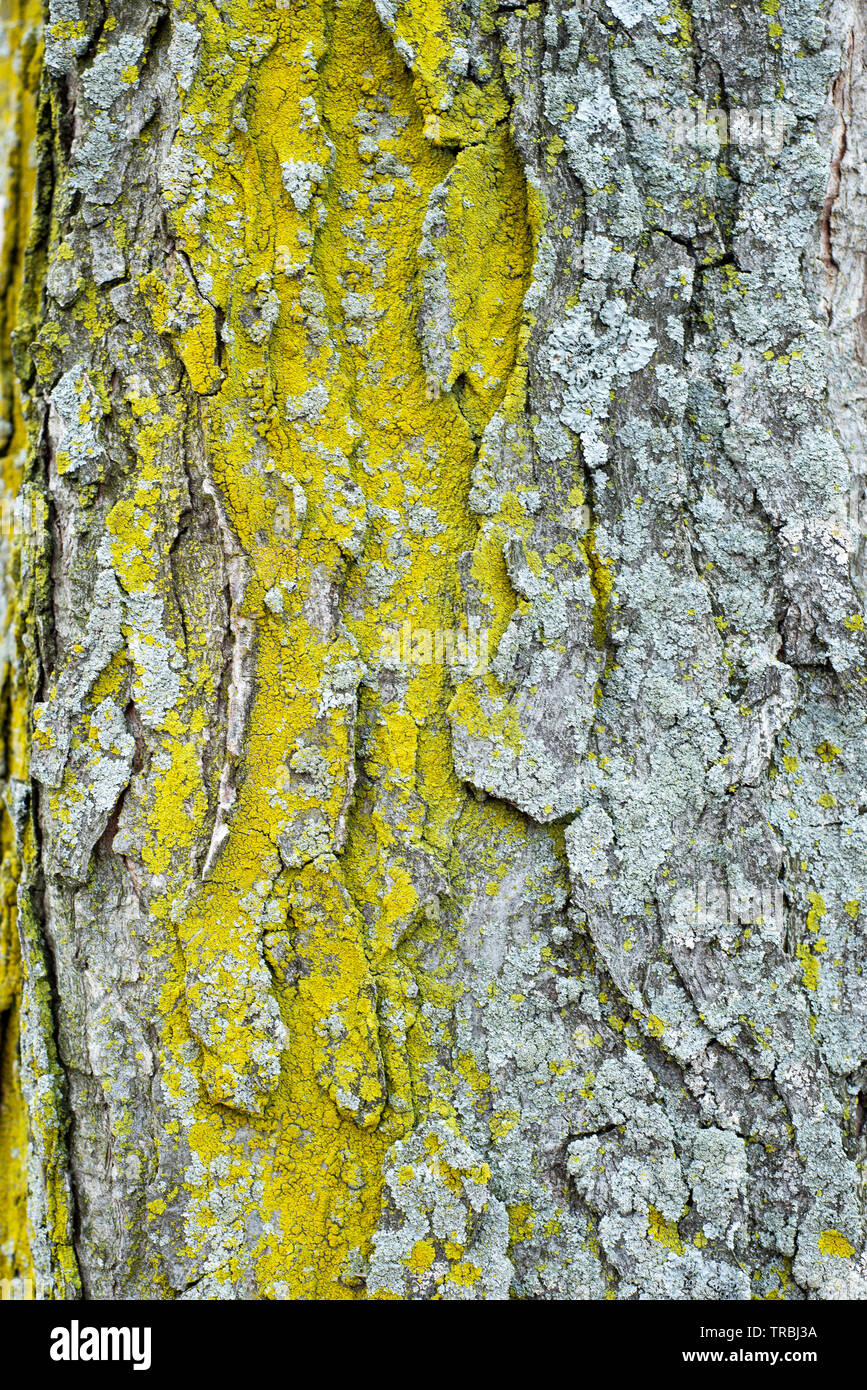 Moss on bark texture hi-res stock photography and images - Alamy