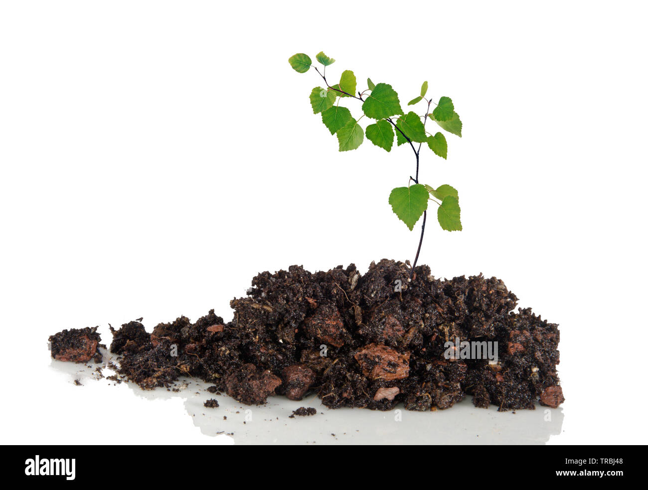Sapling botany biology hi-res stock photography and images - Alamy