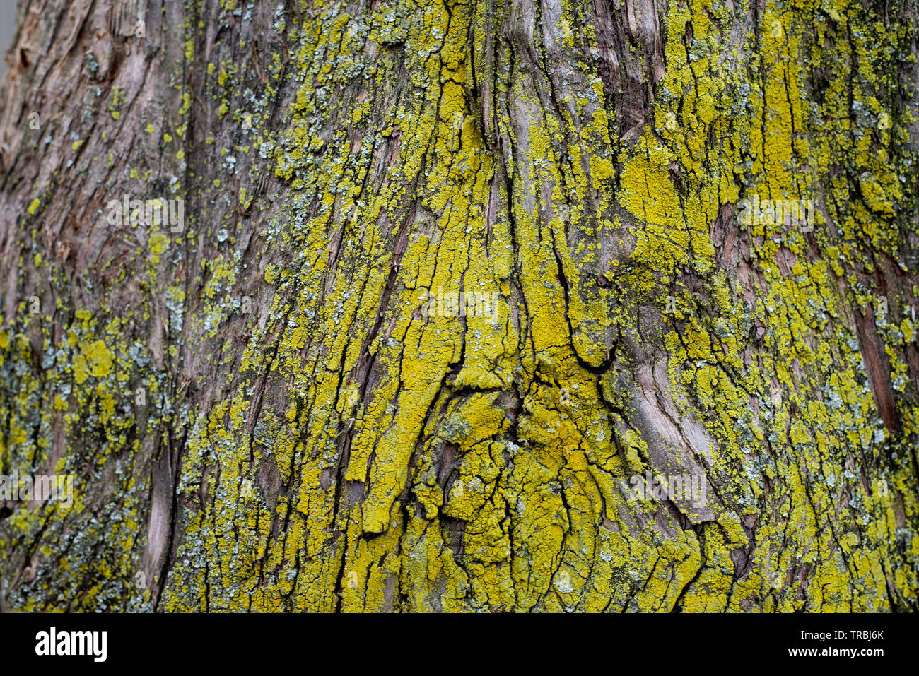 Bark moss mossy tree hi-res stock photography and images - Alamy