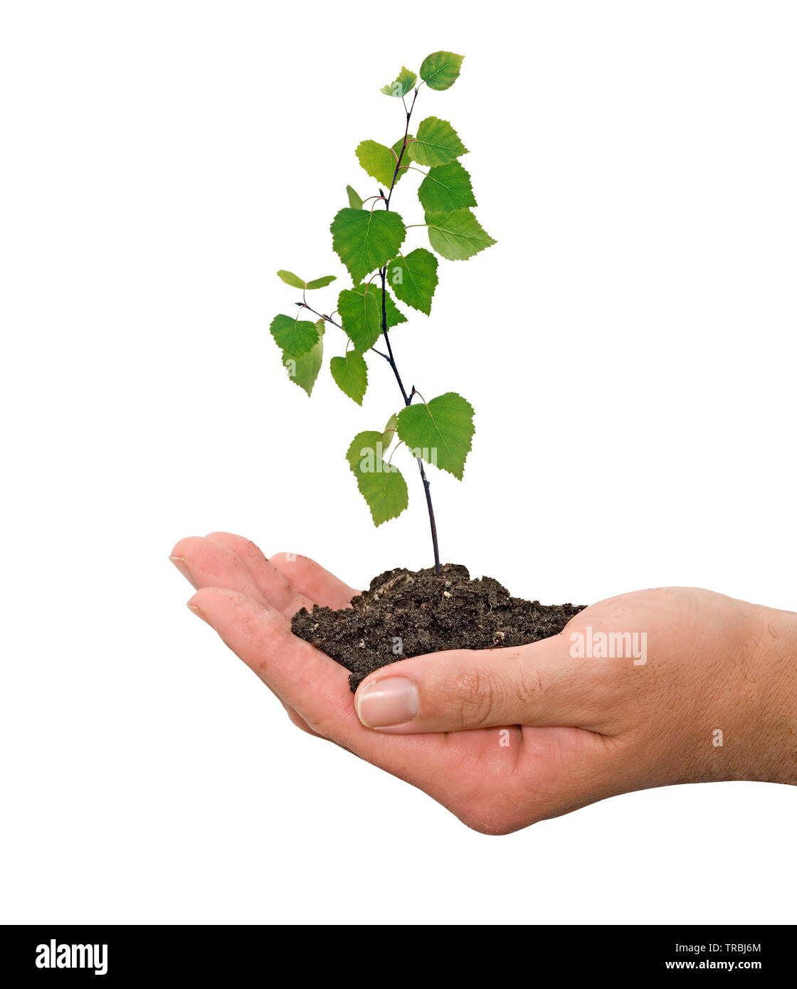 sapling in hands Stock Photo - Alamy