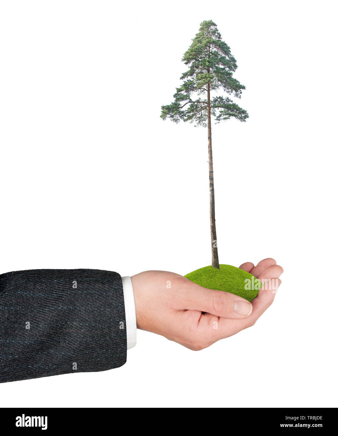 Pine tree in hand Stock Photo - Alamy