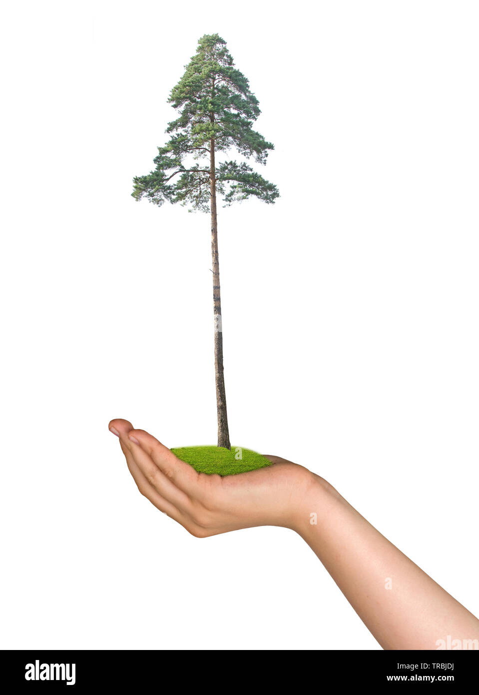 Pine tree in hand as a symbol of nature protection Stock Photo - Alamy