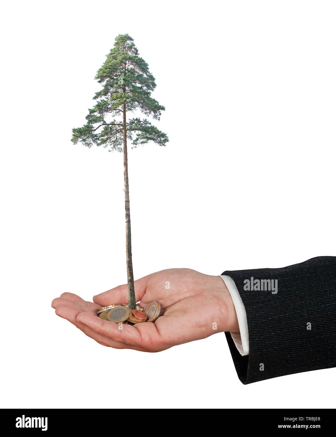 Pine tree in hand Stock Photo - Alamy