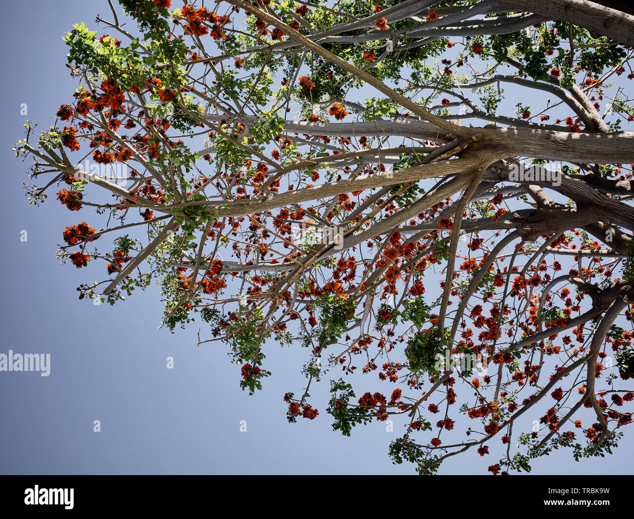 Repeated renewal hi-res stock photography and images - Alamy