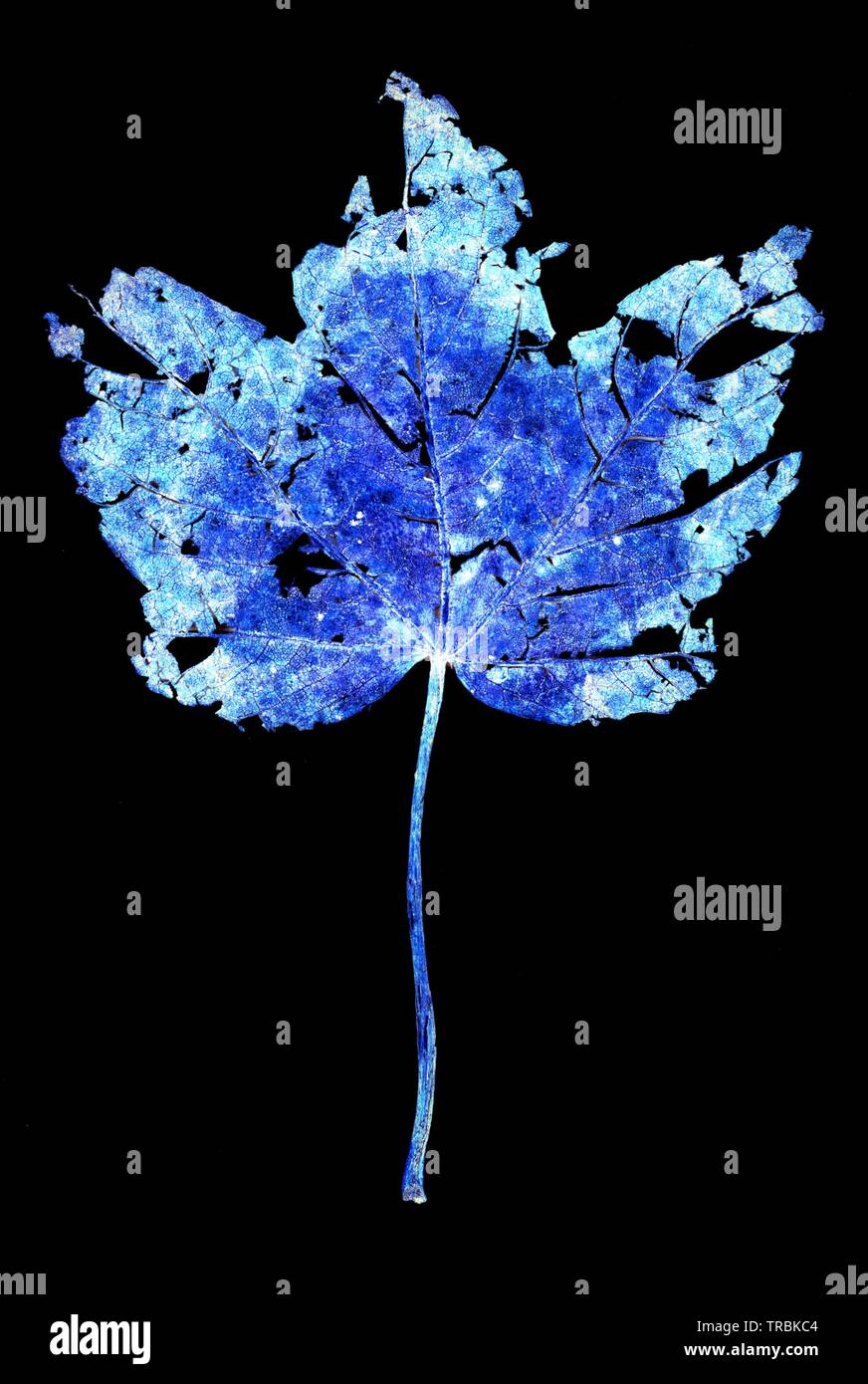 Fallen, dead and rotting autumnal rustic Maple, Norway (Acer ...