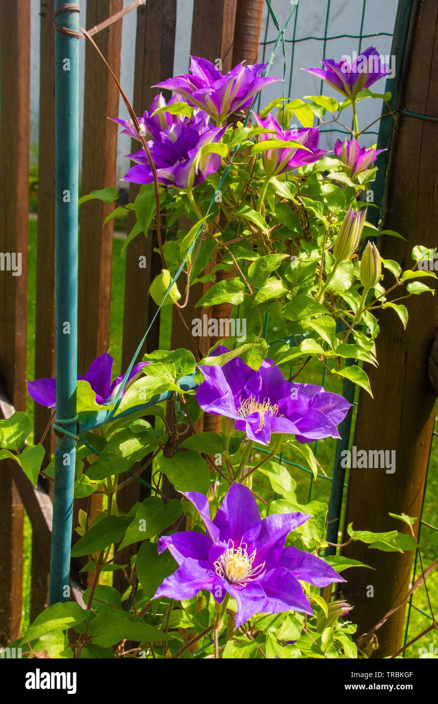 Clematis growing up a fence hi-res stock photography and images - Alamy