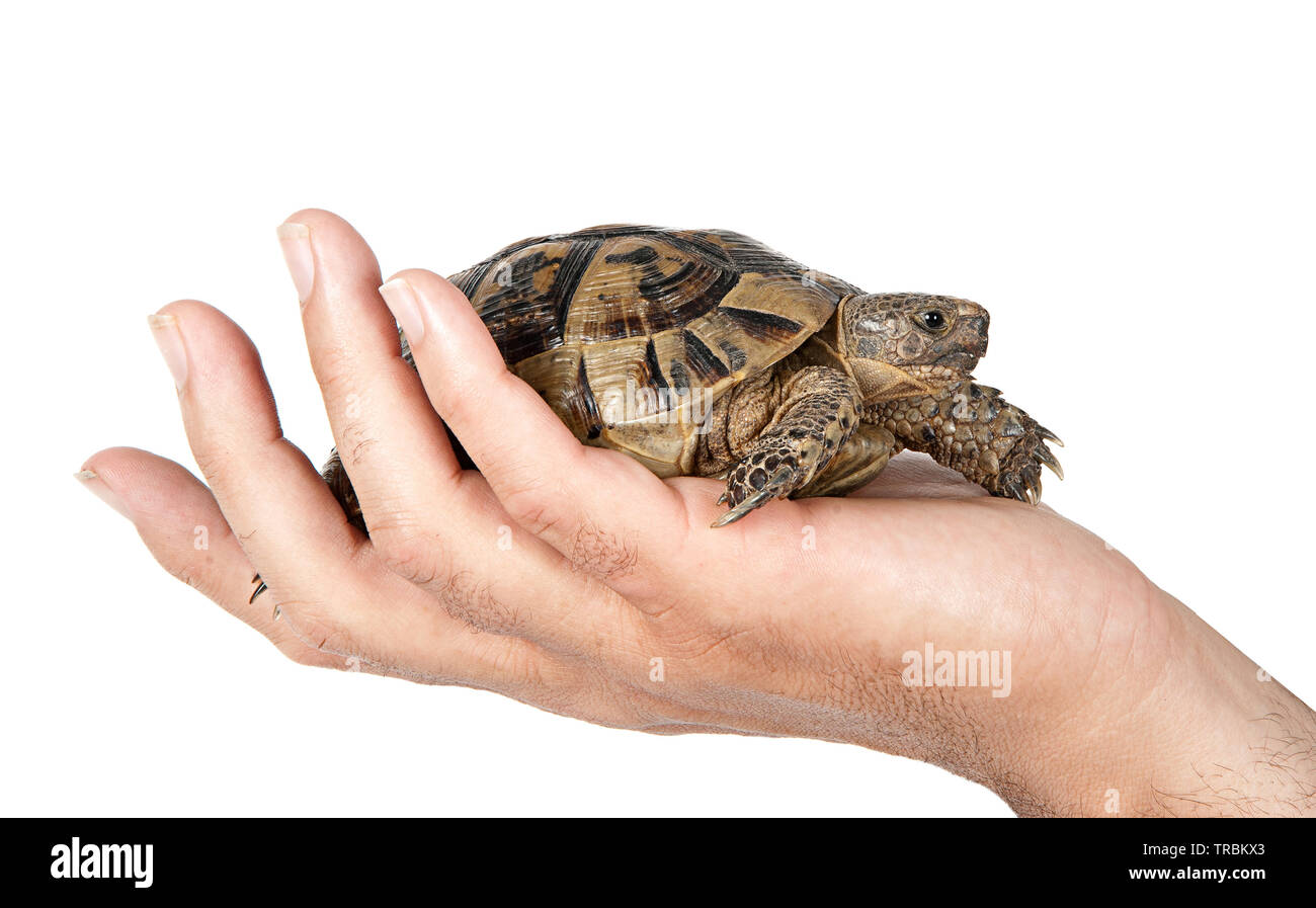 Pet tortoise in hand Stock Photo - Alamy