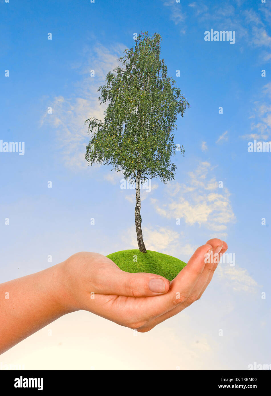 Tree in hand Stock Photo - Alamy