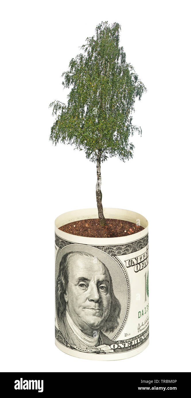 tree growing from dollar bill Stock Photo - Alamy
