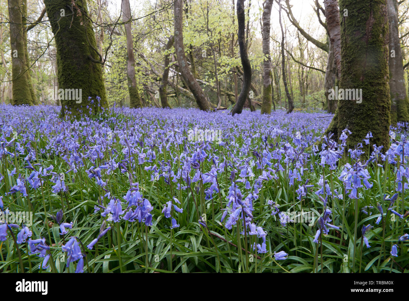 Bluebells in a wood in North Wales, UK Stock Photo - Alamy