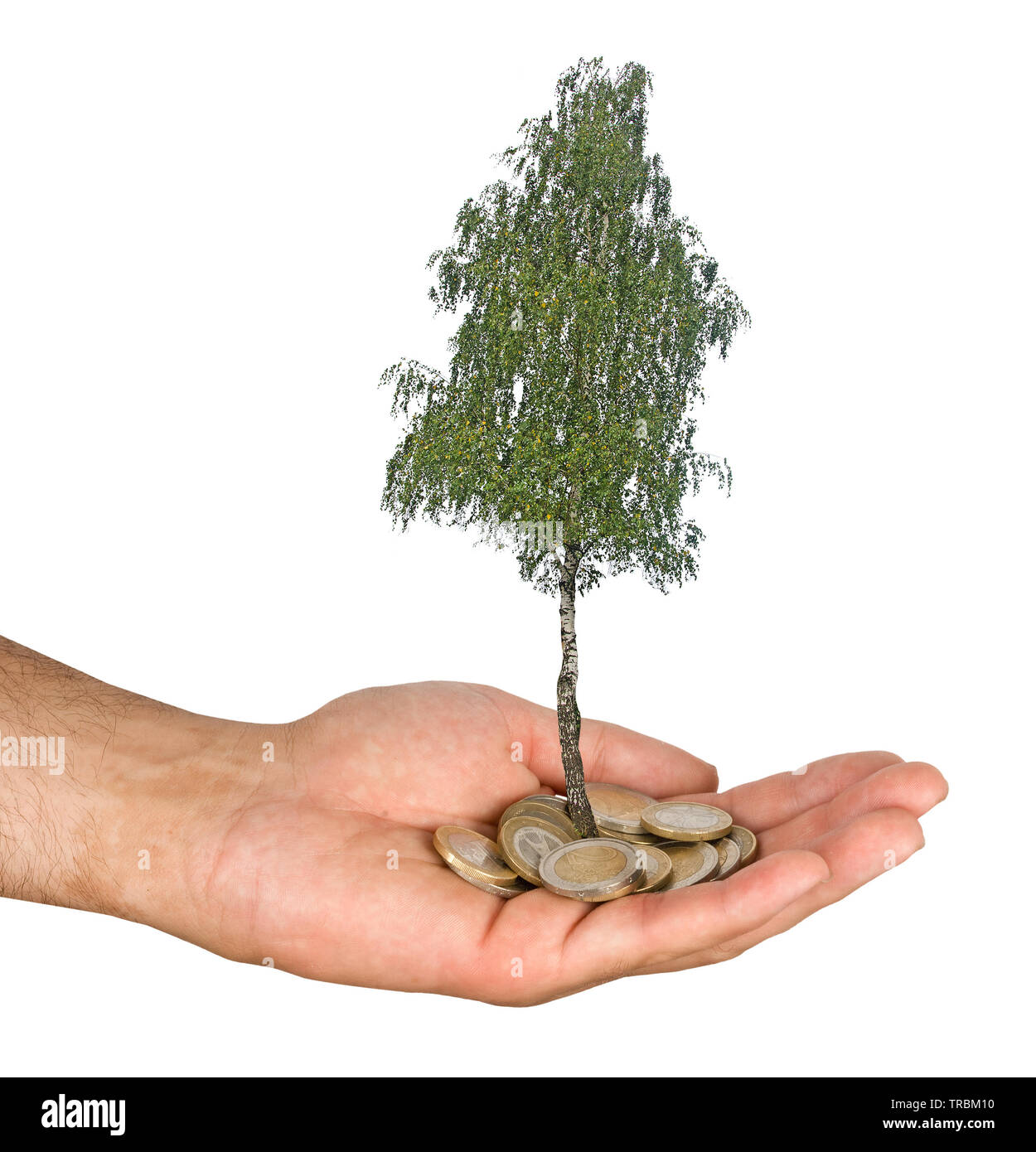 Palm with a tree growing from pile of coins Stock Photo - Alamy
