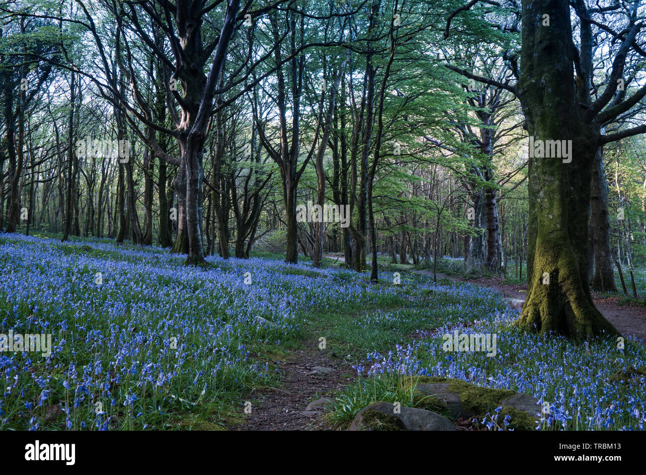 Bluebells in a wood in North Wales, UK Stock Photo - Alamy