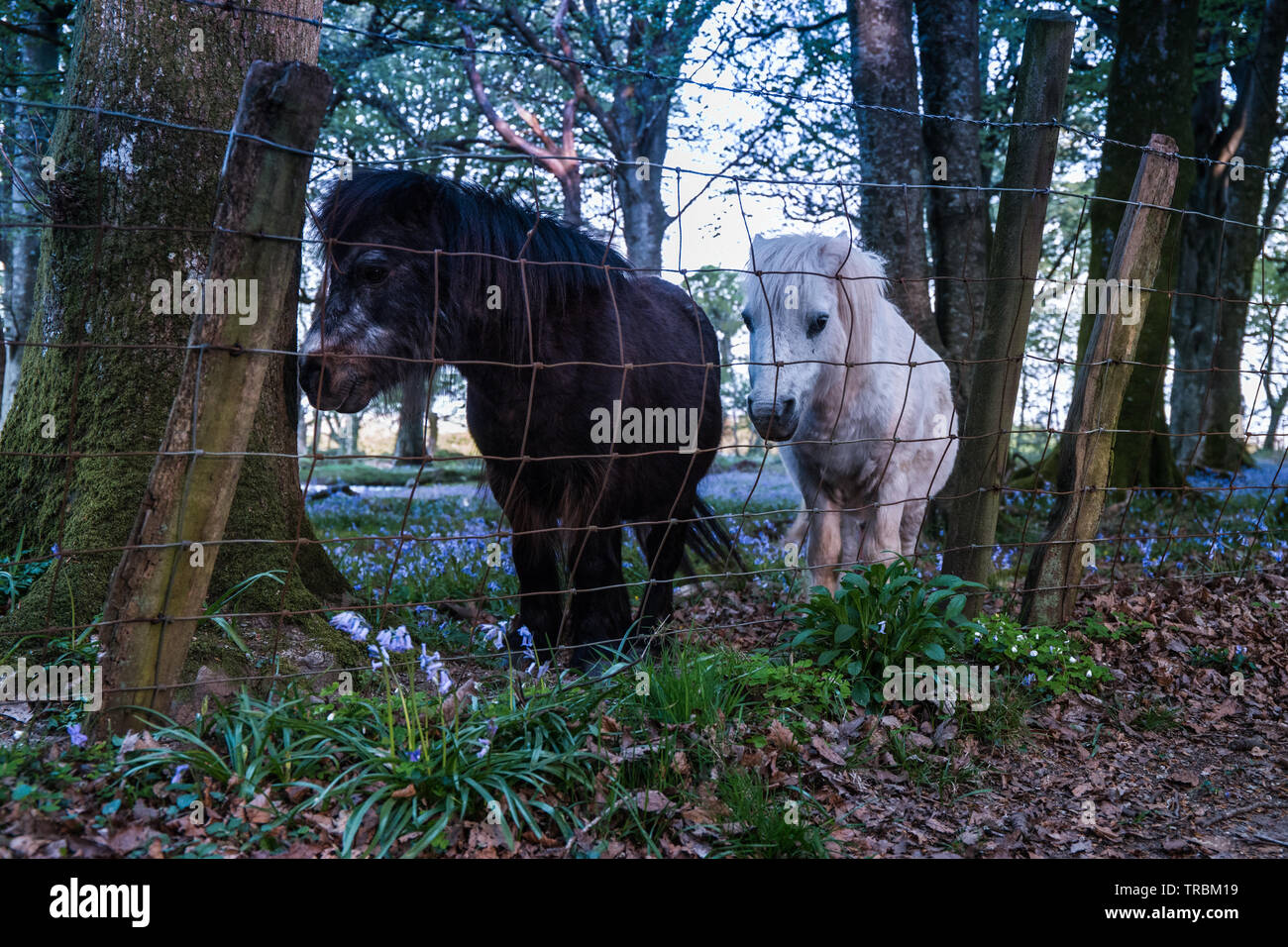 Two Shetland ponies in a forest with bluebells Stock Photo - Alamy
