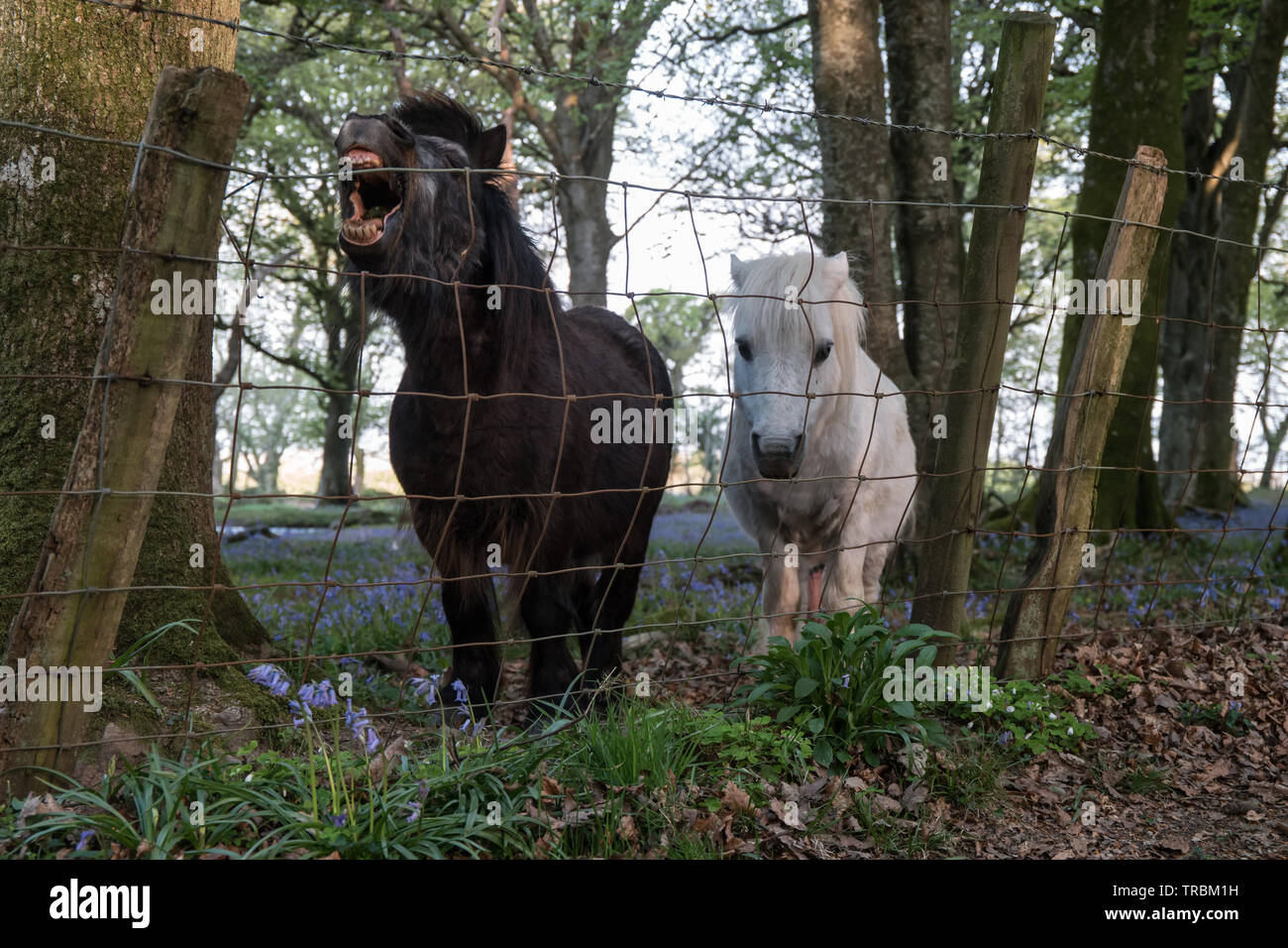 Two Shetland ponies in a forest with bluebells Stock Photo - Alamy