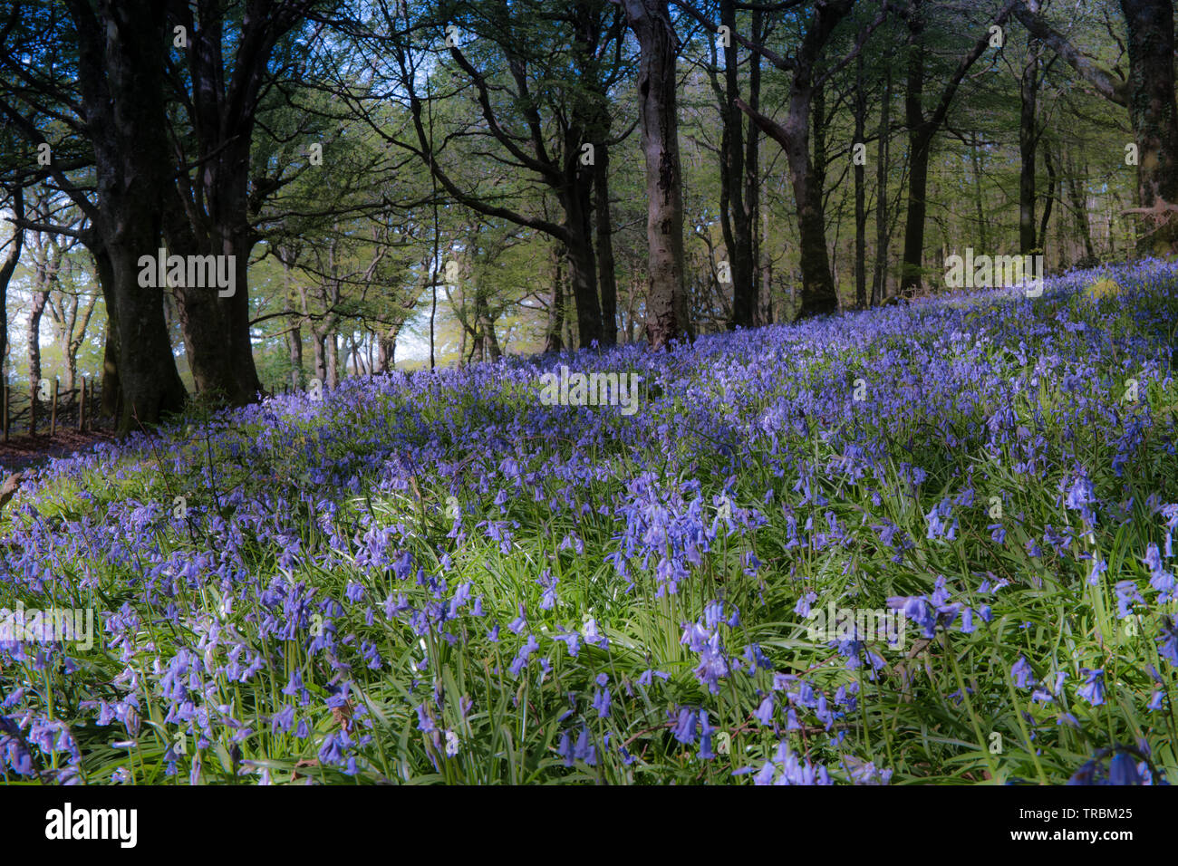 Bluebells in a wood in North Wales, UK Stock Photo - Alamy