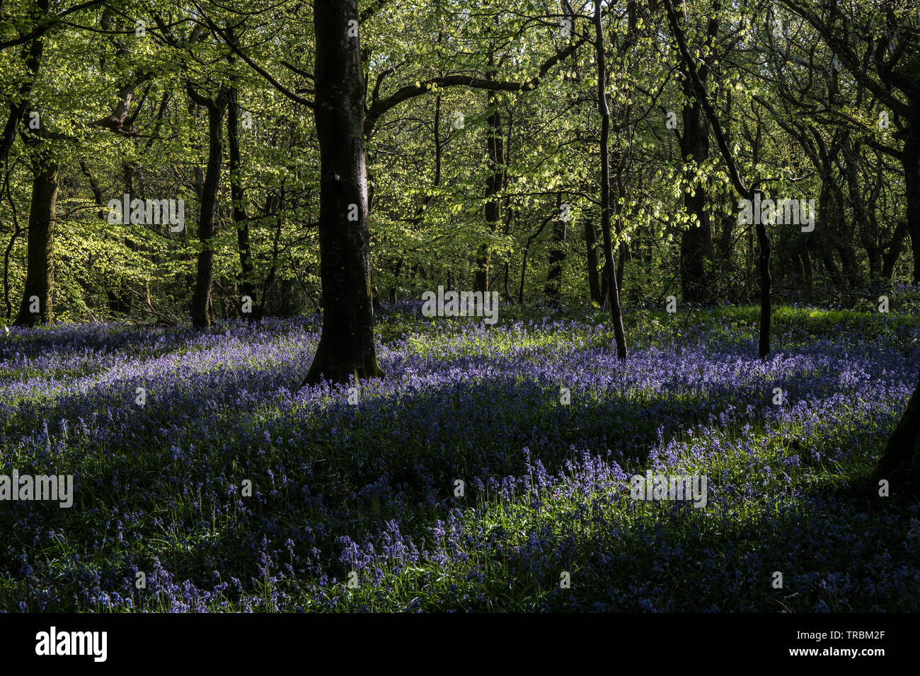 Bluebells in a wood in North Wales, UK Stock Photo - Alamy