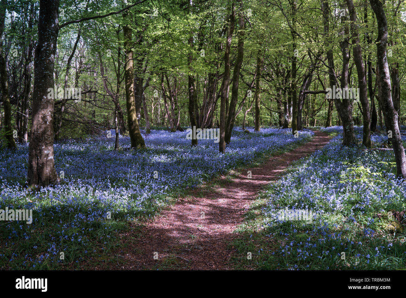 Bluebells in a wood in North Wales, UK Stock Photo - Alamy