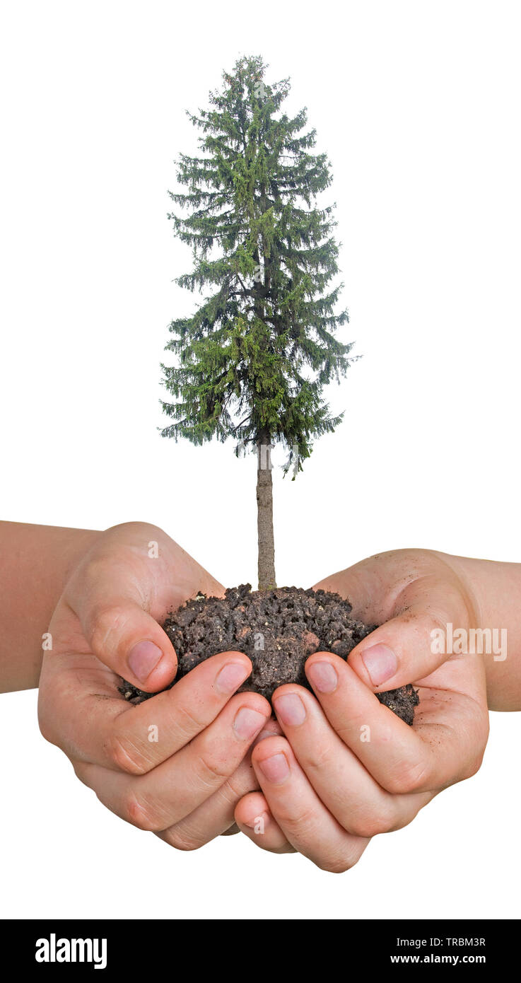 Tree in hands Stock Photo - Alamy