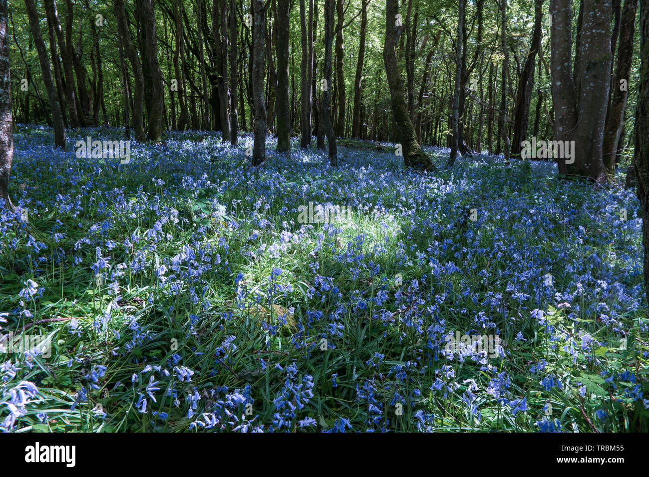Bluebells in a wood in North Wales, UK Stock Photo - Alamy