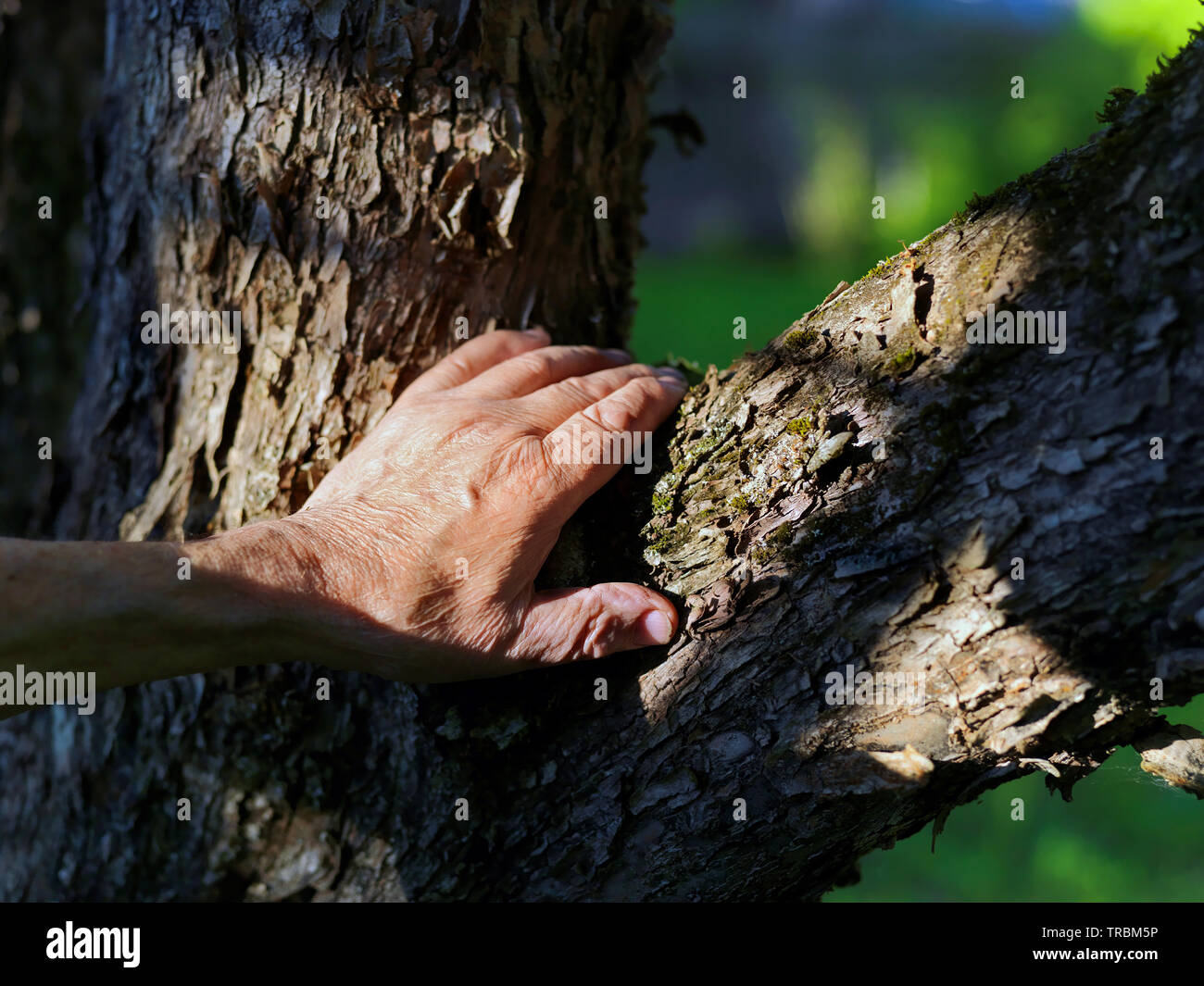 A hand of an old man holding a fruit tree branch, outdoor close-up ...