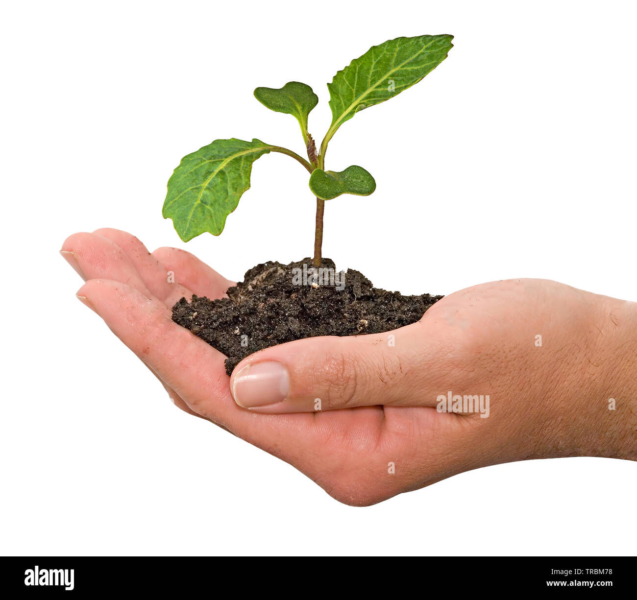 Cabbage sapling in hand Stock Photo - Alamy