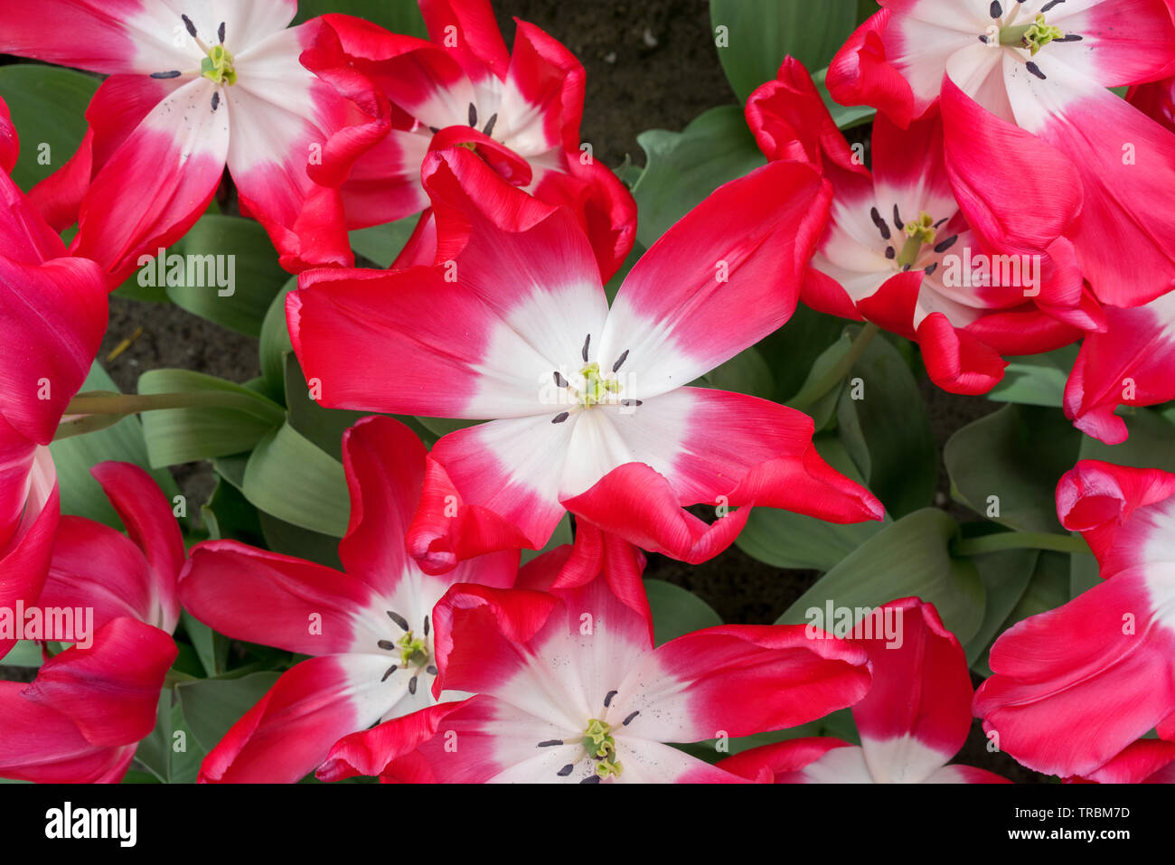 opened flowers of red tulips with white centers Stock Photo - Alamy
