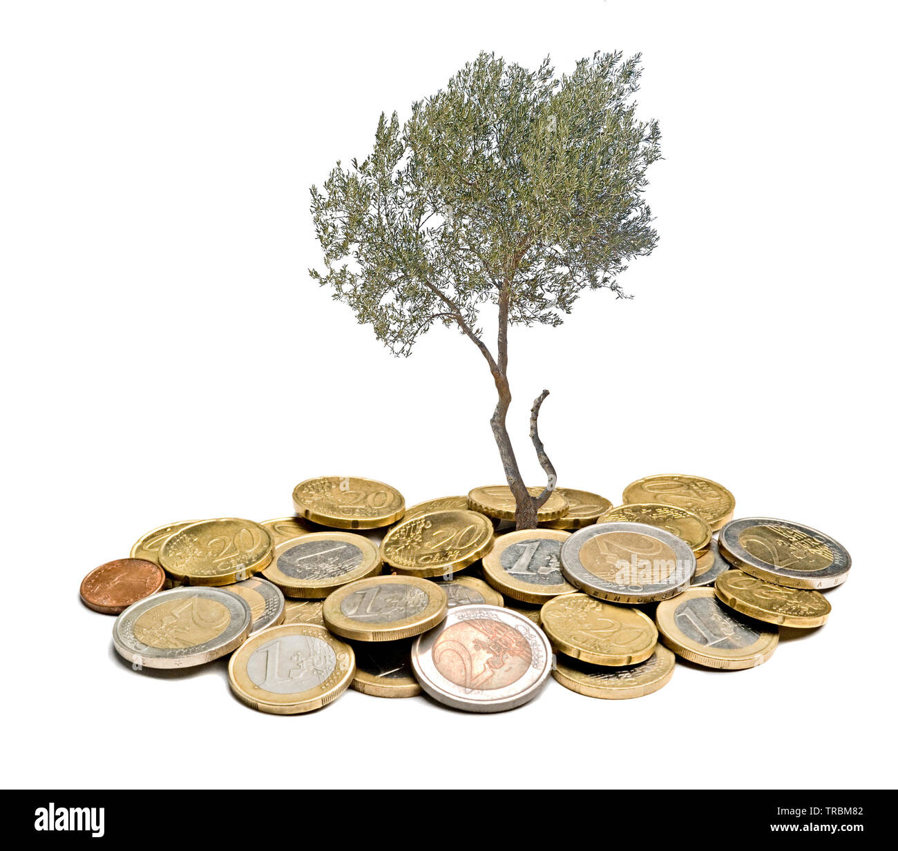 Olive tree growing from pile of coins Stock Photo - Alamy