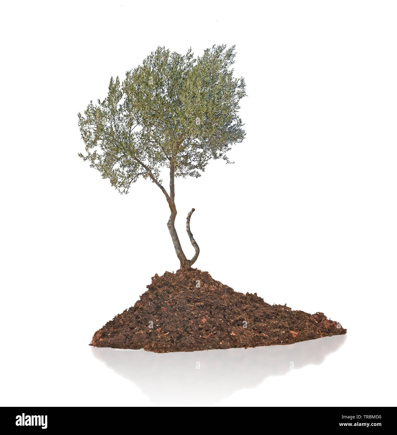 Palm tree olive tree Cut Out Stock Images & Pictures - Alamy