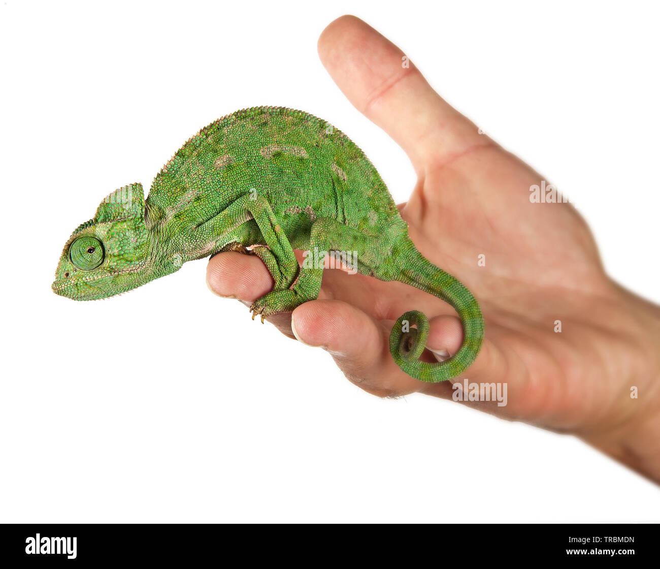 Chameleon on hand Stock Photo - Alamy