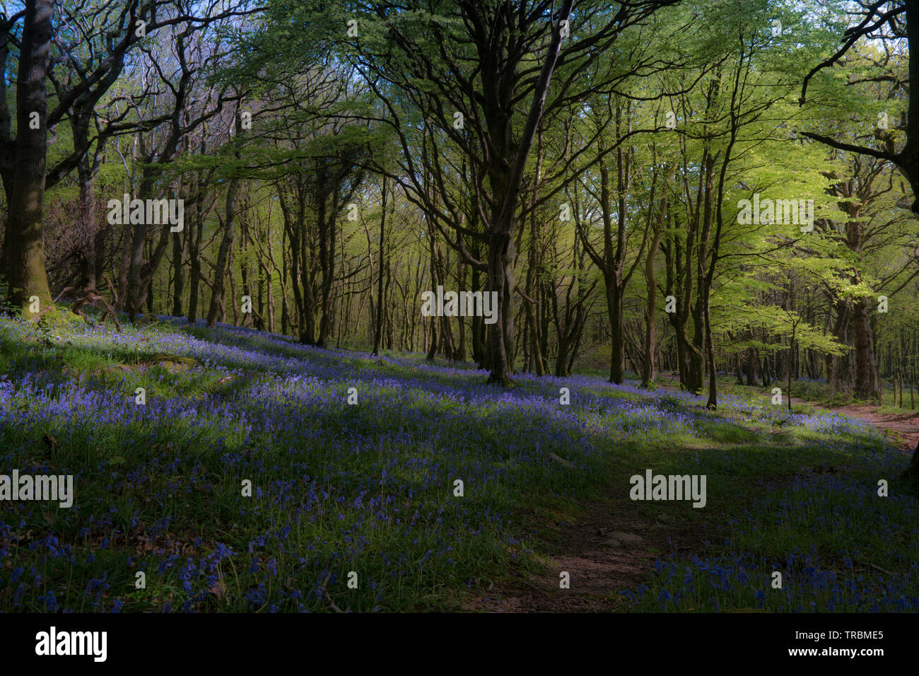 Bluebells in a wood in North Wales, UK Stock Photo - Alamy
