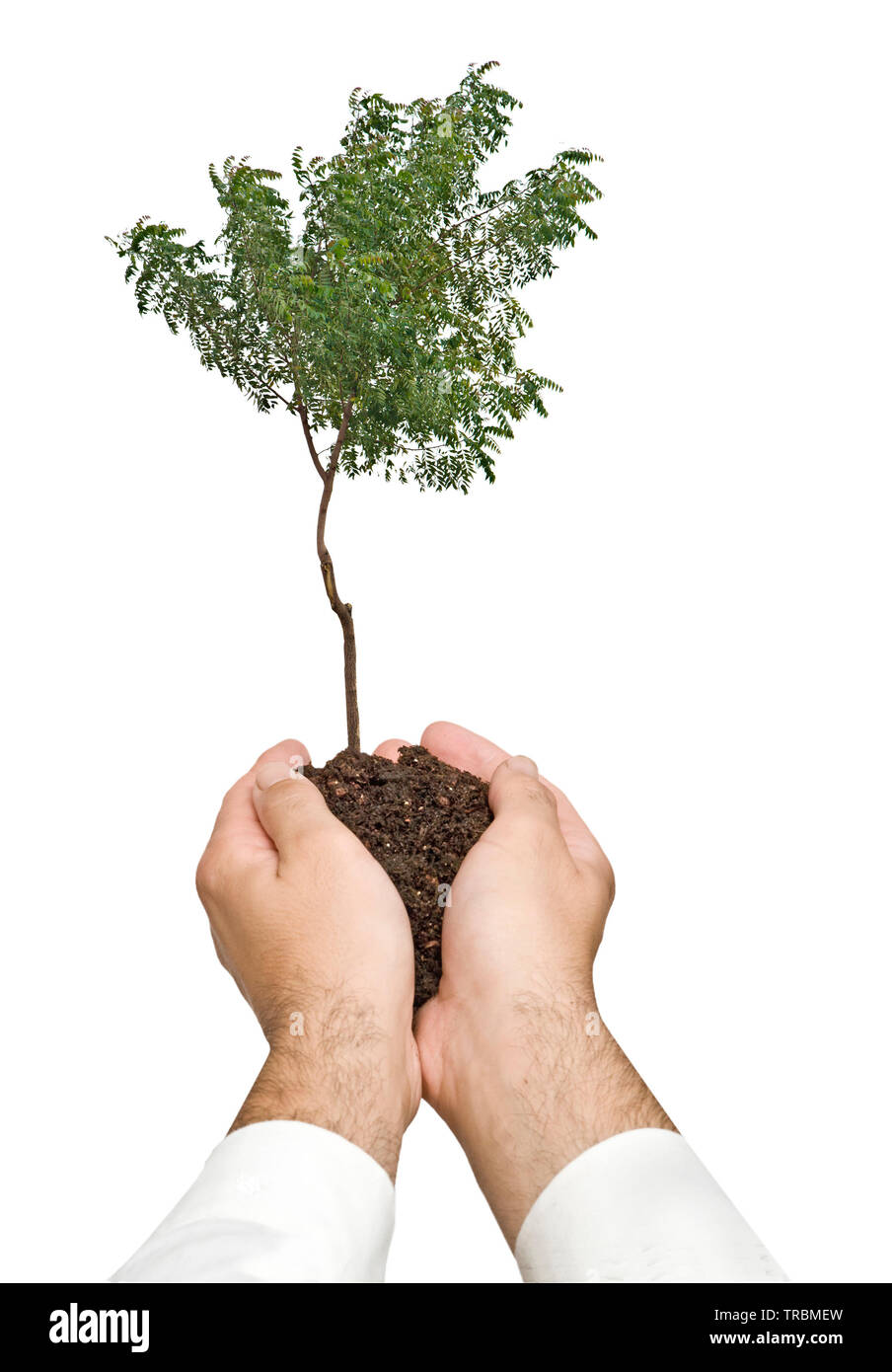 Hand tree planting Cut Out Stock Images & Pictures - Alamy