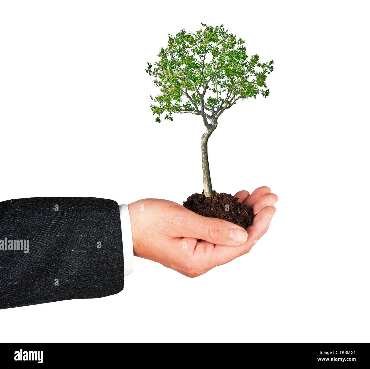 Hand tree planting Cut Out Stock Images & Pictures - Alamy