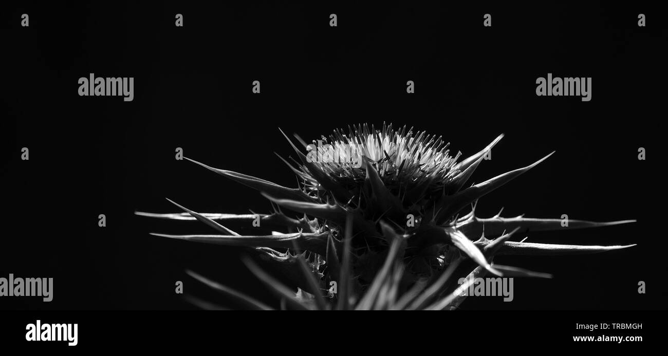Mode foreground Black and White Stock Photos & Images - Alamy
