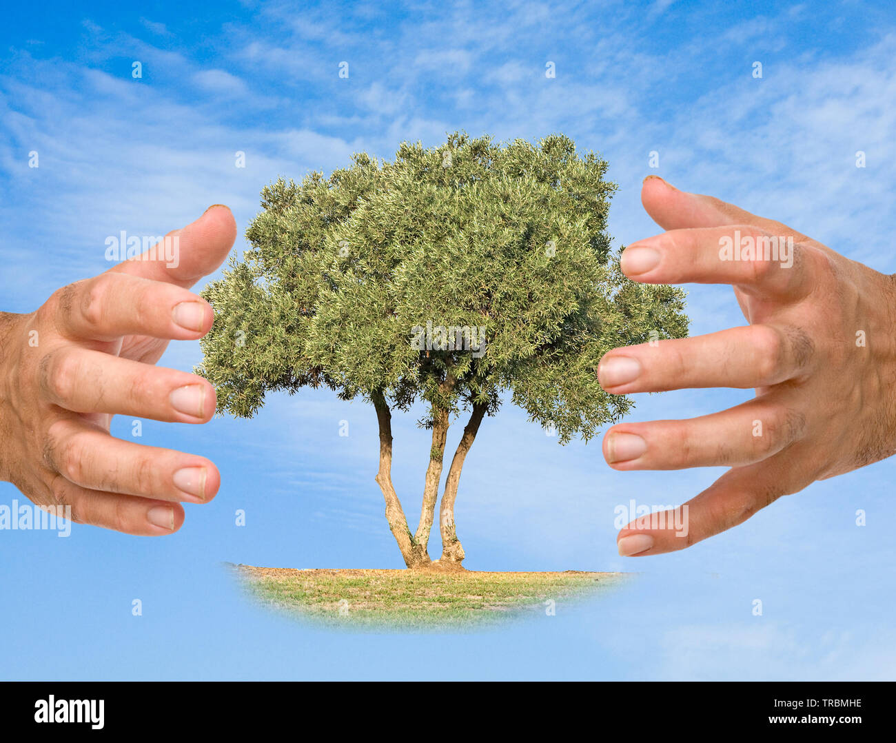 Hands protecting tree Stock Photo - Alamy