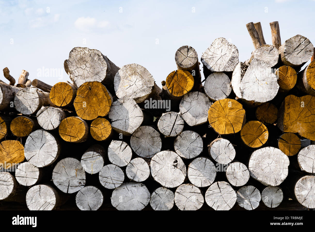 Pile of wooden logs painted white and yellow Stock Photo - Alamy
