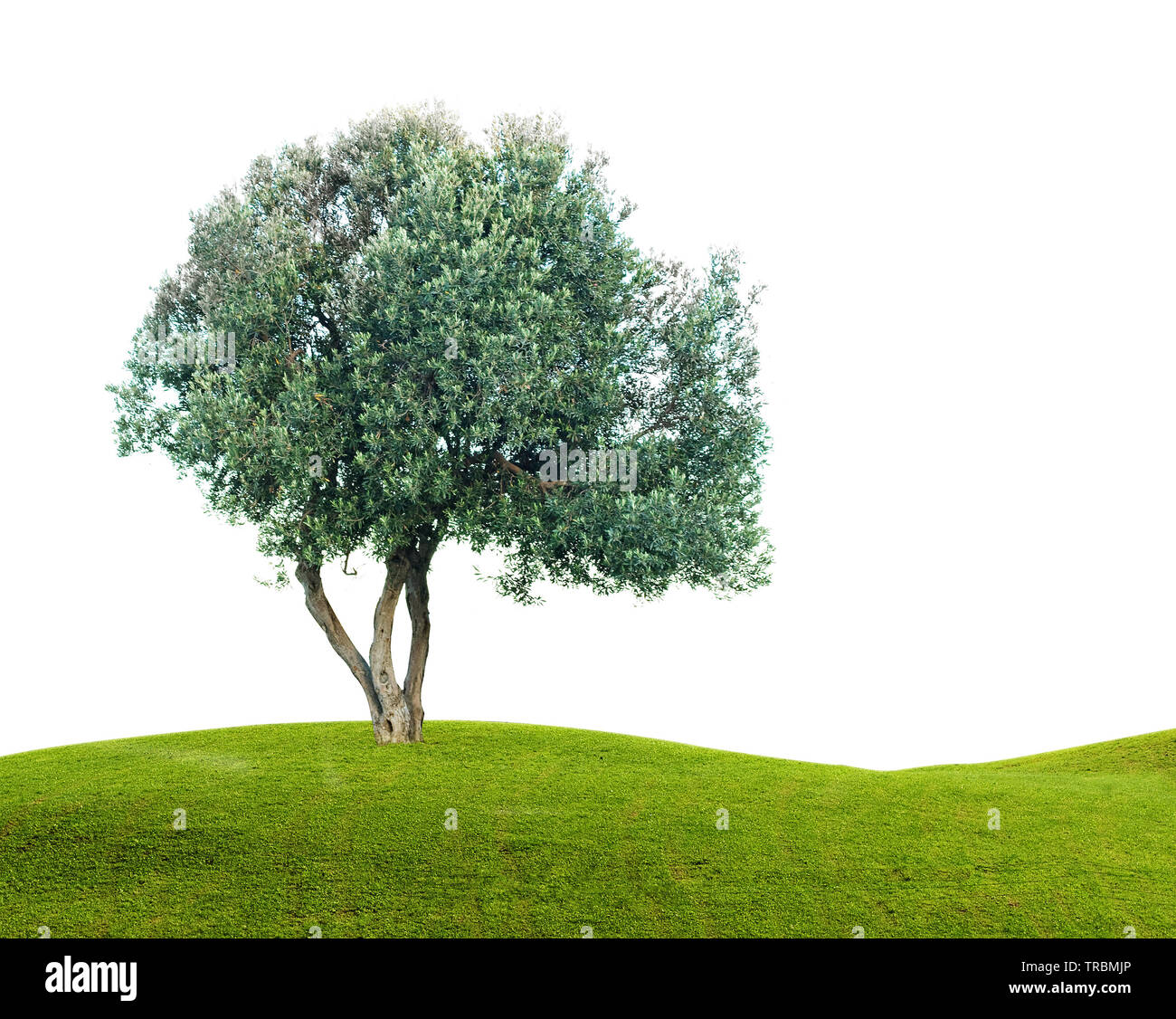 Olive tree isolated on white background Stock Photo - Alamy