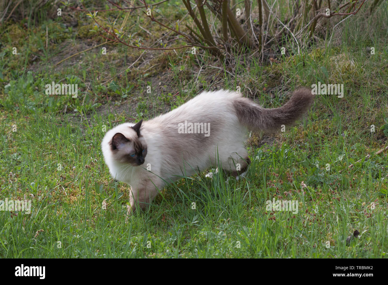 A seal point Birman cat, 1 year old cat , male with blue eyes is ...