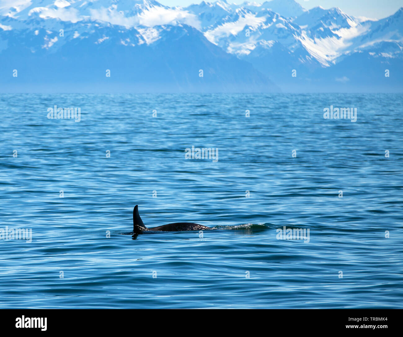 Kenai fjords national park seward alaska orcinus orca hi-res stock ...