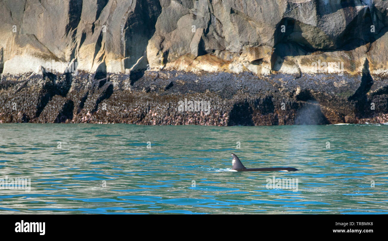 Kenai fjords national park seward alaska orcinus orca hi-res stock ...
