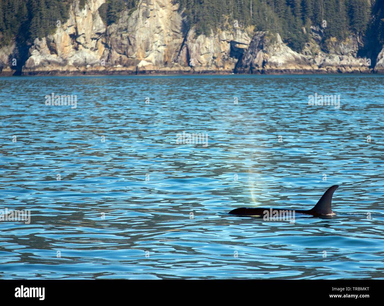 Kenai fjords national park seward alaska orcinus orca hi-res stock ...
