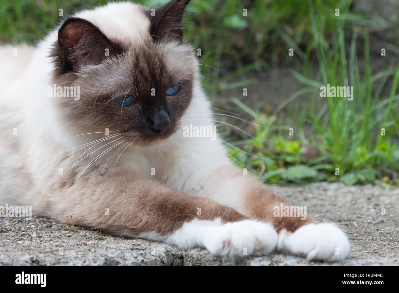 A seal point Birman cat, 1 year old cat , male with blue eyes lying in ...