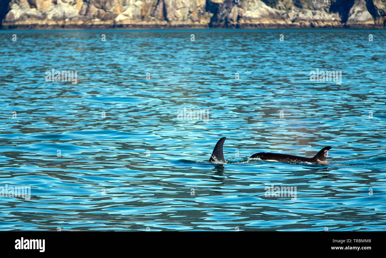 Kenai fjords national park seward alaska orcinus orca hi-res stock ...