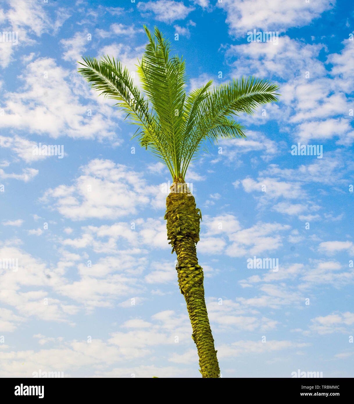 Palm isolated on white background Stock Photo - Alamy