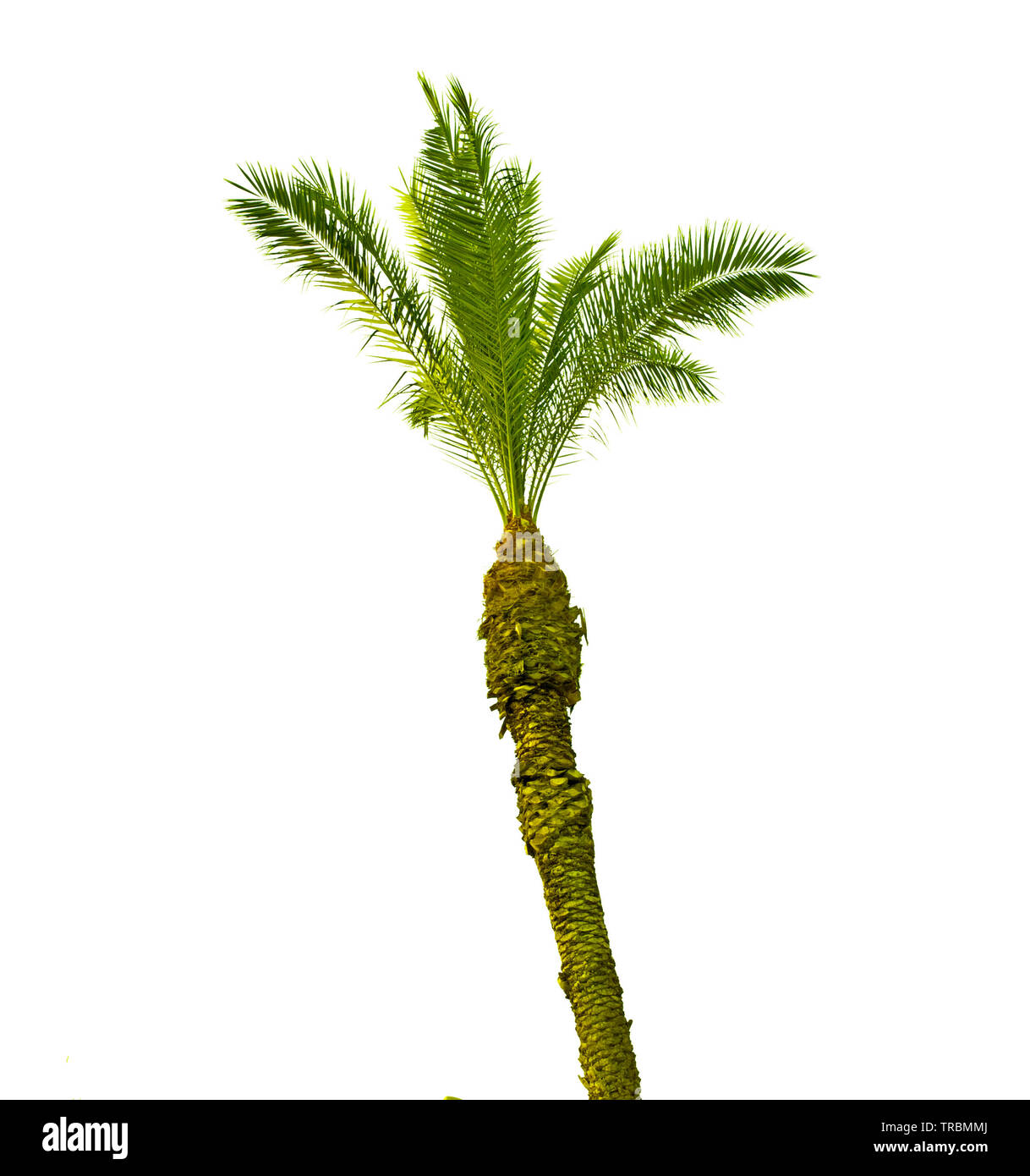 Palm isolated on white background Stock Photo - Alamy
