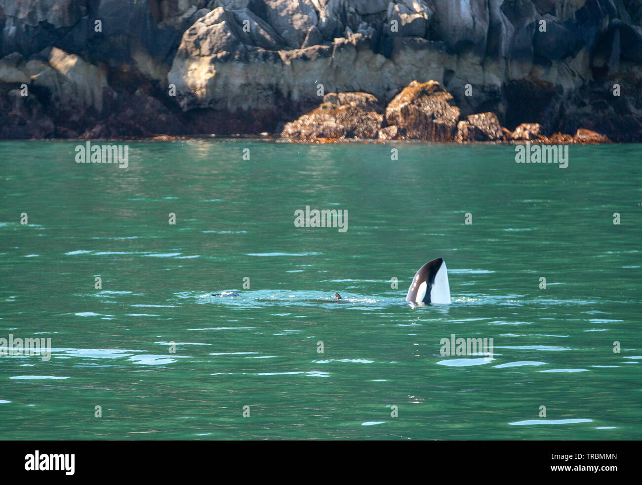 Glacier Bay National Park High Resolution Stock Photography and Images ...