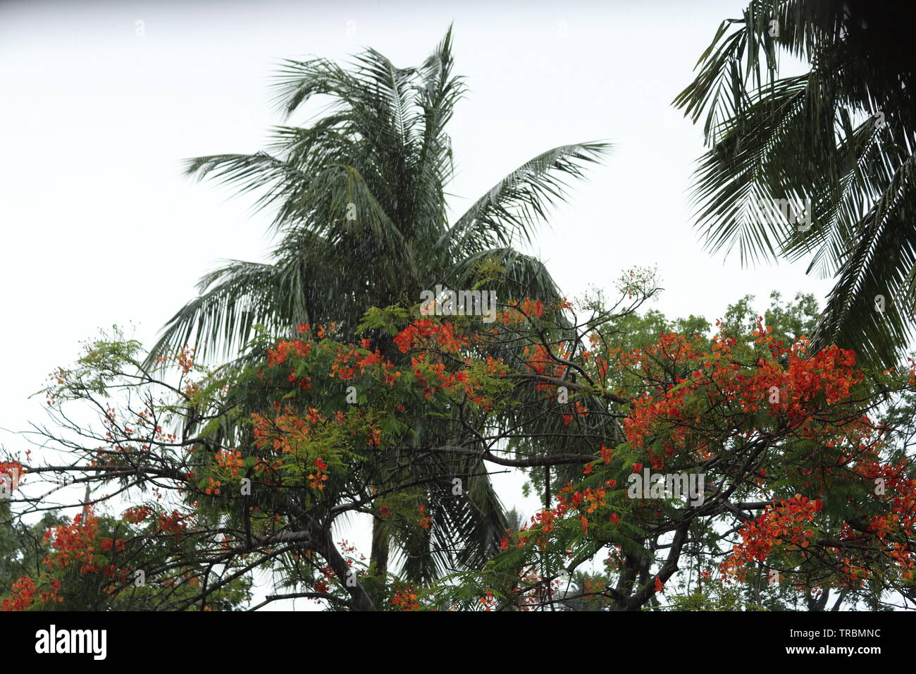 Raining over the trees Stock Photo - Alamy